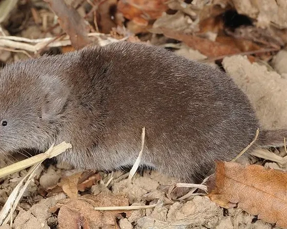Crocidura lasiura - Faits, Alimentation, Habitat & Photos sur Animalia.bio