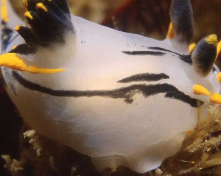 Crowned nudibranch - Facts, Diet, Habitat & Pictures on Animalia.bio