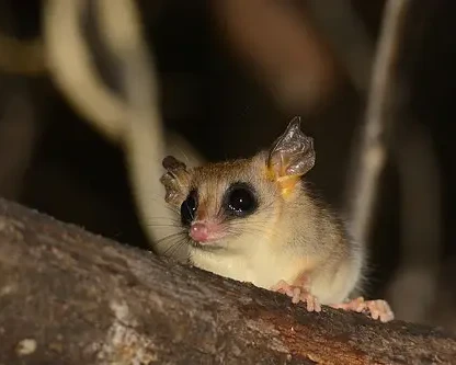 Cryptonanus agricolai - Facts, Diet, Habitat & Pictures on Animalia.bio