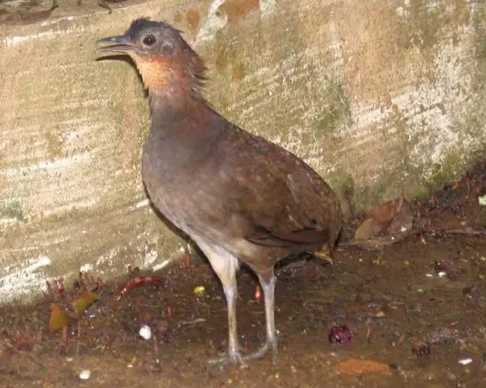 Brazilian tinamou - Facts, Diet, Habitat & Pictures on Animalia.bio