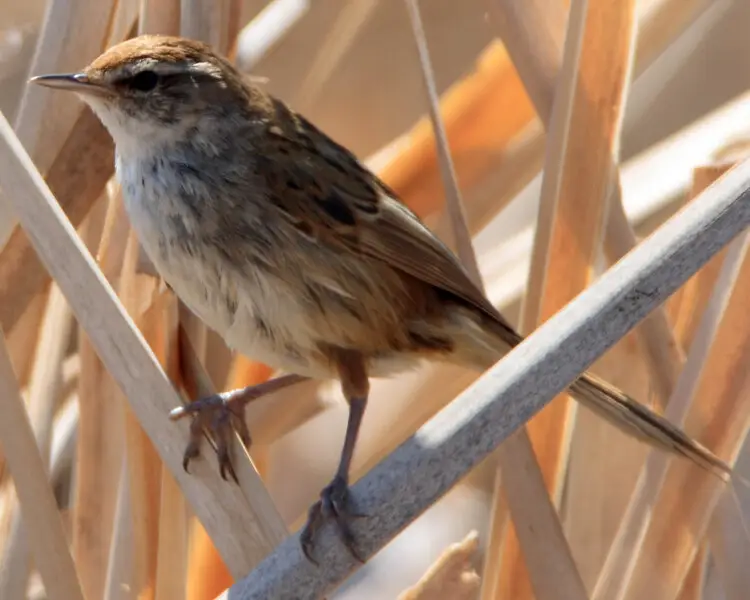 Little grassbird - Facts, Diet, Habitat & Pictures on Animalia.bio