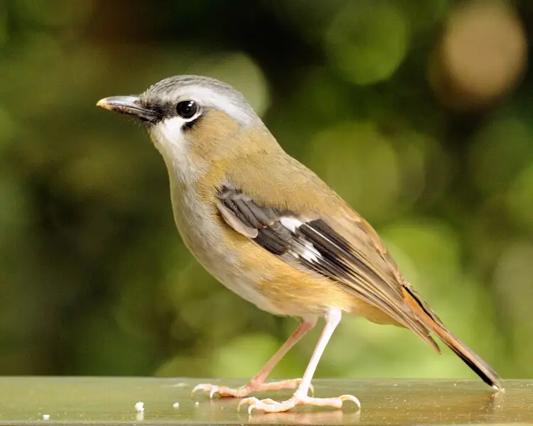 Grey-headed robin - Facts, Diet, Habitat & Pictures on Animalia.bio