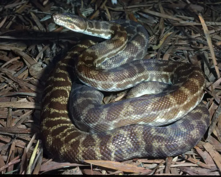 Stimson's python - Facts, Diet, Habitat & Pictures on Animalia.bio