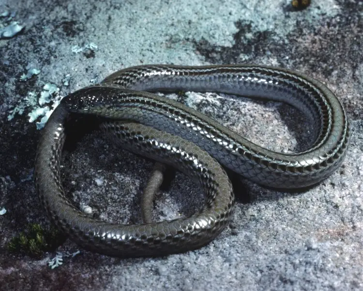 Delma impar - факти, дієта, ареал і фотографії на Animalia.bio