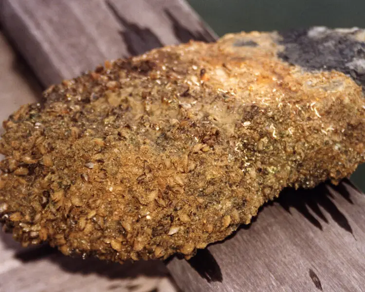 Mytilopsis sallei - Facts, Diet, Habitat & Pictures on Animalia.bio