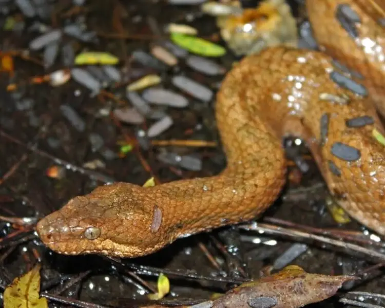 Земляний удав кубинський - факти, дієта, ареал і фотографії на Animalia.bio