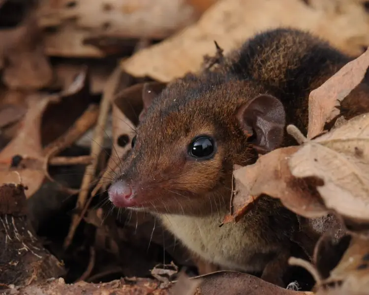 Monodelphis americana - Fatti, dieta, habitat e immagini su Animalia.bio