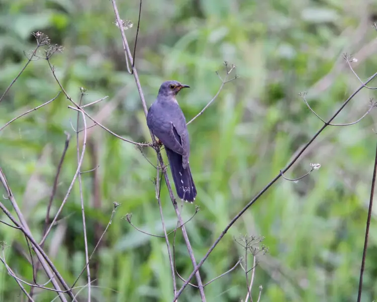 Lesser cuckoo - Facts, Diet, Habitat & Pictures on Animalia.bio