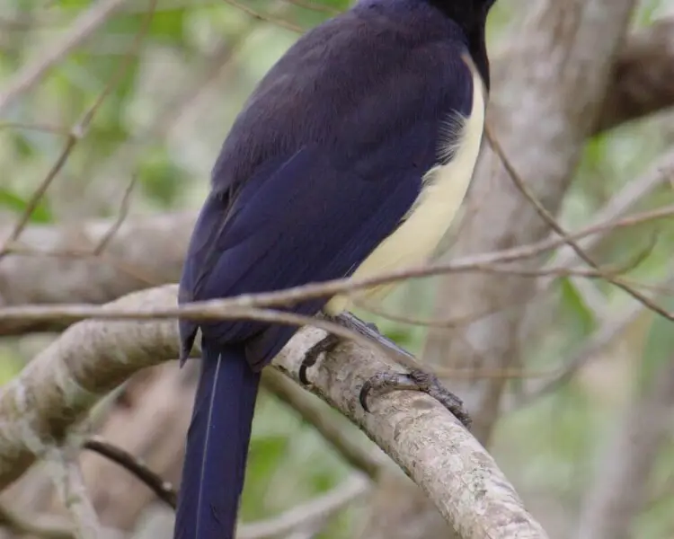 Plush-crested jay - Facts, Diet, Habitat & Pictures on Animalia.bio