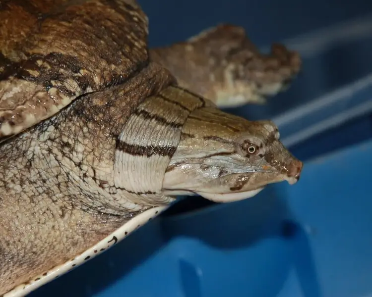 Zambezi flapshell turtle - Facts, Diet, Habitat & Pictures on Animalia.bio