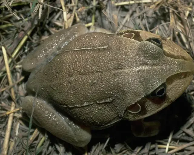 Ranoidea novaehollandiae - факти, дієта, ареал і фотографії на Animalia.bio