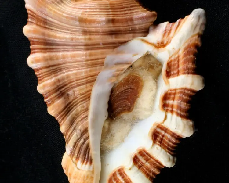 Cymatium femorale - Facts, Diet, Habitat & Pictures on Animalia.bio