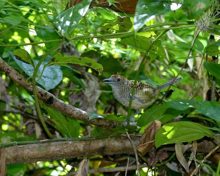 Cymbilaimus lineatus - факти, дієта, ареал і фотографії на Animalia.bio