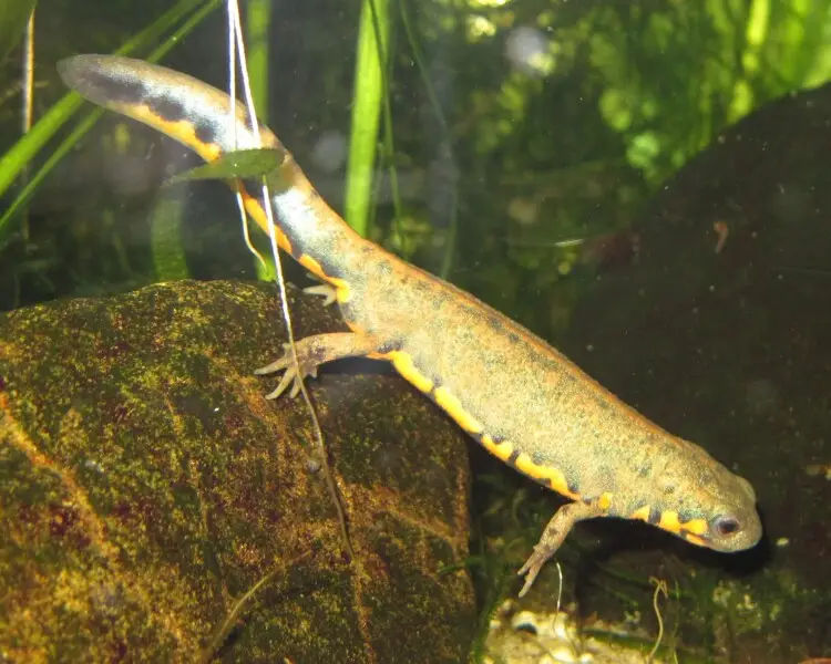 Cynops cyanurus - Fatti, dieta, habitat e immagini su Animalia.bio