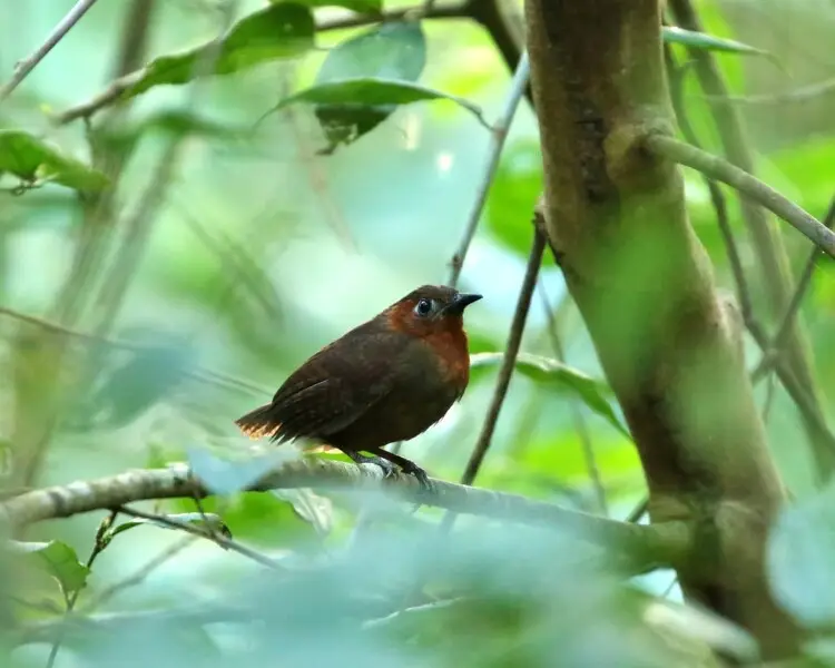Song wren - Facts, Diet, Habitat & Pictures on Animalia.bio
