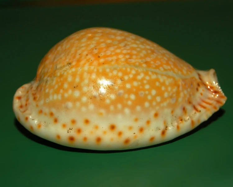 Naria lamarckii - факти, дієта, ареал і фотографії на Animalia.bio