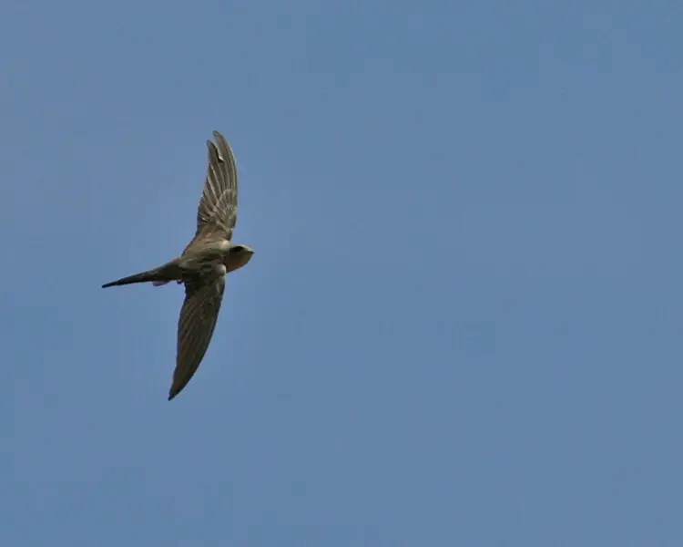 African palm swift - Facts, Diet, Habitat & Pictures on Animalia.bio