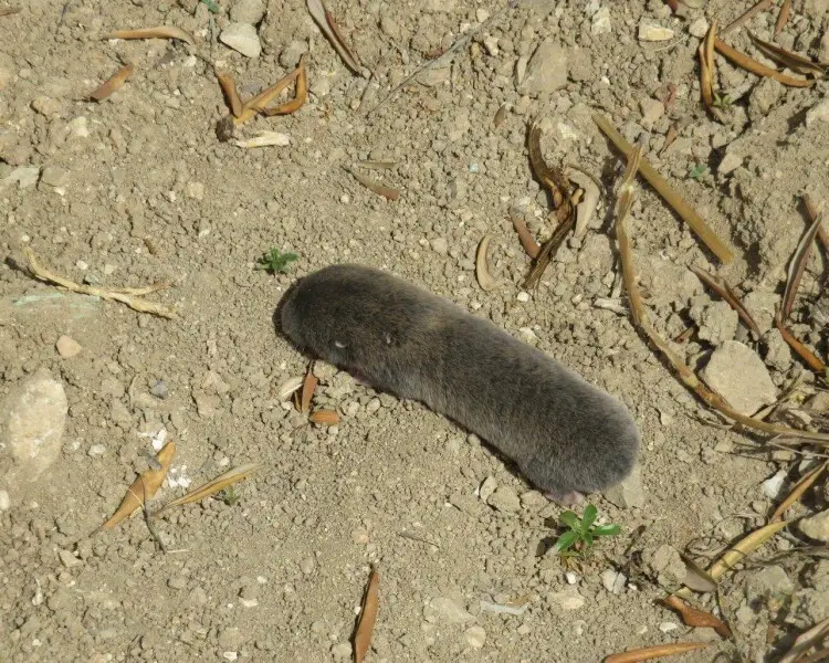 Spalax ehrenbergi - факти, дієта, ареал і фотографії на Animalia.bio