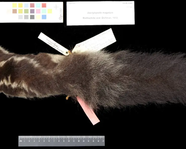 Opossum striato dalla coda grande - Fatti, dieta, habitat e immagini su ...