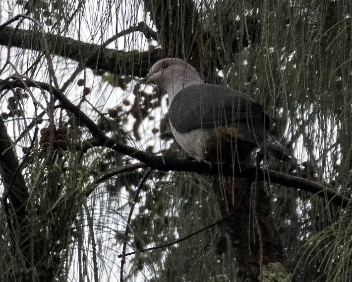 Ducula lacernulata - факти, дієта, ареал і фотографії на Animalia.bio