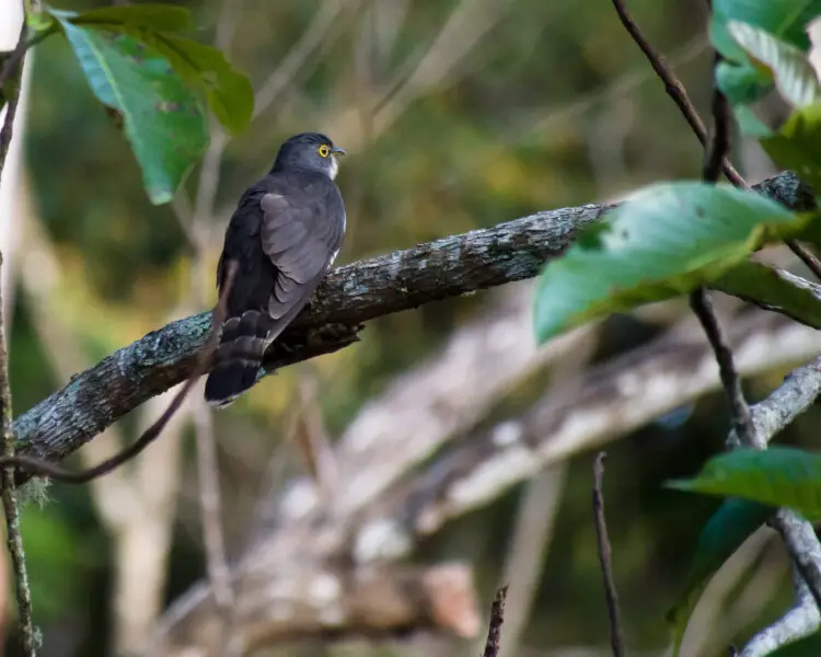 Large hawk-cuckoo - Facts, Diet, Habitat & Pictures on Animalia.bio