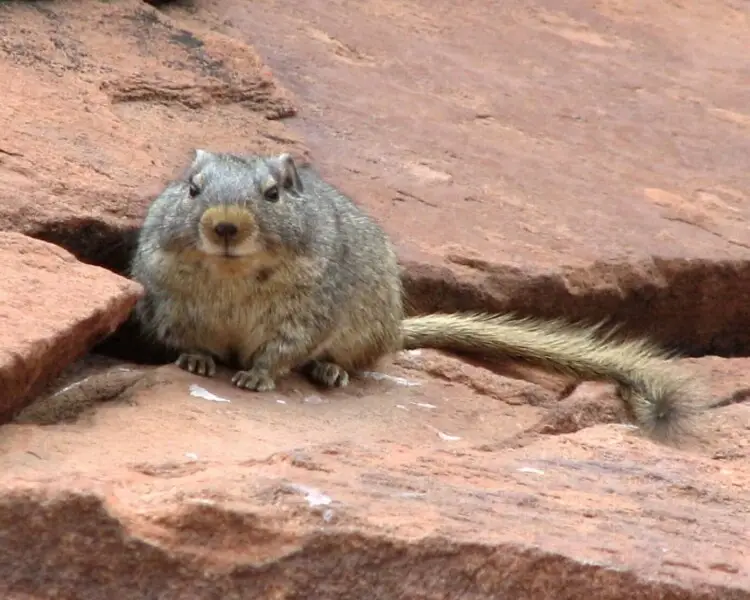 Dassie rat - Facts, Diet, Habitat & Pictures on Animalia.bio
