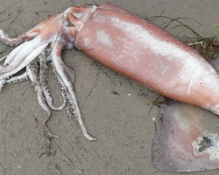 Humboldt squid - Facts, Diet, Habitat & Pictures on Animalia.bio