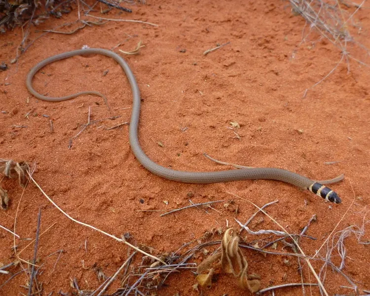 Desert delma - Facts, Diet, Habitat & Pictures on Animalia.bio