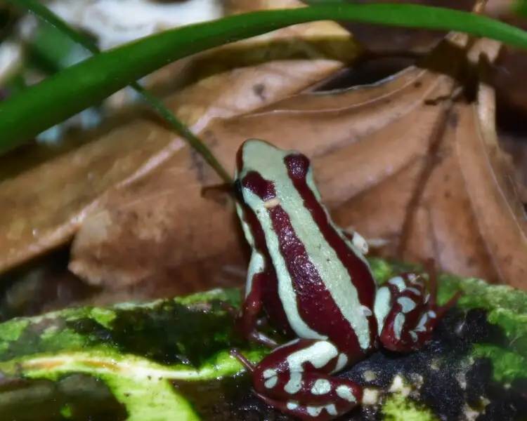 Anthony's poison arrow frog - Facts, Diet, Habitat & Pictures on ...
