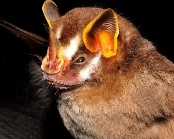 Gervais's fruit-eating bat - Facts, Diet, Habitat & Pictures on ...
