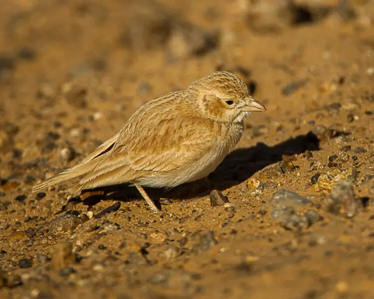 Desert lark - Facts, Diet, Habitat & Pictures on Animalia.bio