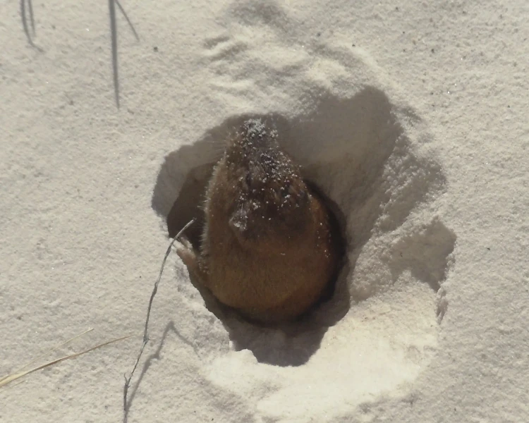 Geomys arenarius - факти, дієта, ареал і фотографії на Animalia.bio