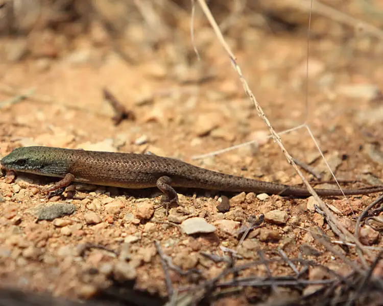 Carlia triacantha - факти, дієта, ареал і фотографії на Animalia.bio