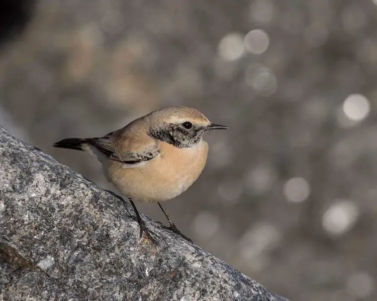 Desert wheatear - Facts, Diet, Habitat & Pictures on Animalia.bio