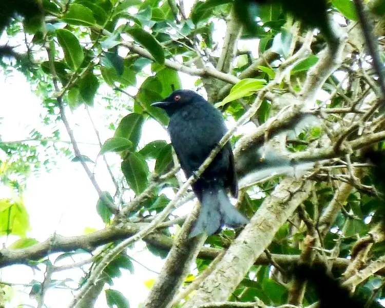 Common square-tailed drongo - Facts, Diet, Habitat & Pictures on Animalia.bio