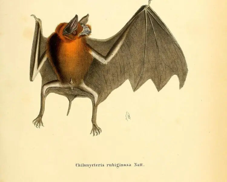 Pteronotus parnellii - факти, дієта, ареал і фотографії на Animalia.bio