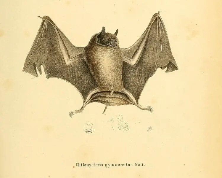 Big naked-backed bat - Facts, Diet, Habitat & Pictures on Animalia.bio