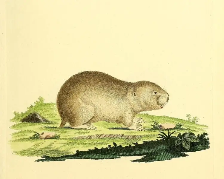 Northern mole vole - Facts, Diet, Habitat & Pictures on Animalia.bio