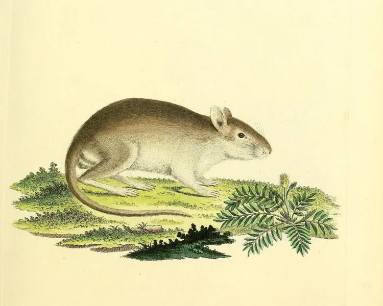 Meriones meridianus - факти, дієта, ареал і фотографії на Animalia.bio