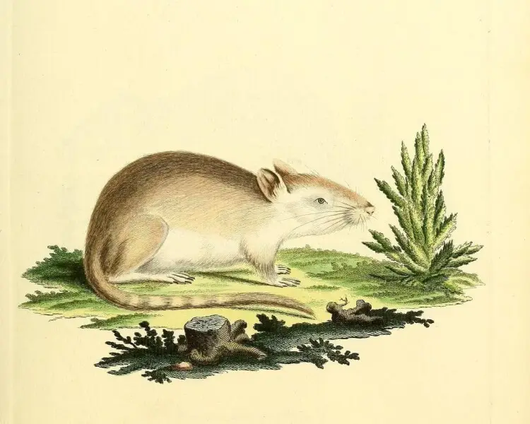 Meriones tamariscinus - факти, дієта, ареал і фотографії на Animalia.bio