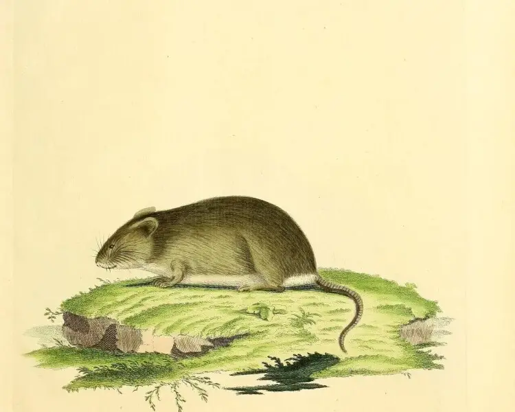 Alticola macrotis - Fatti, dieta, habitat e immagini su Animalia.bio