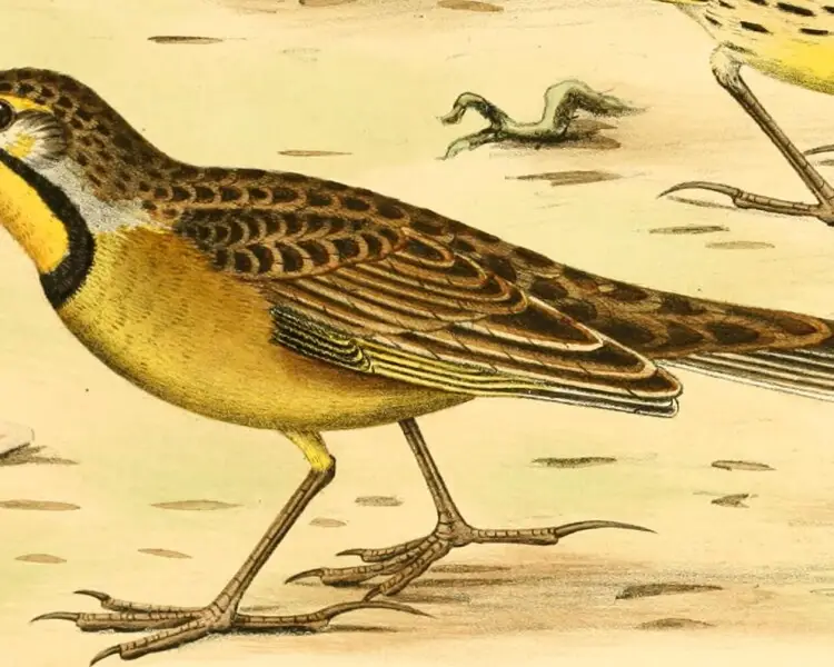 Macronyx fuelleborni - факти, дієта, ареал і фотографії на Animalia.bio