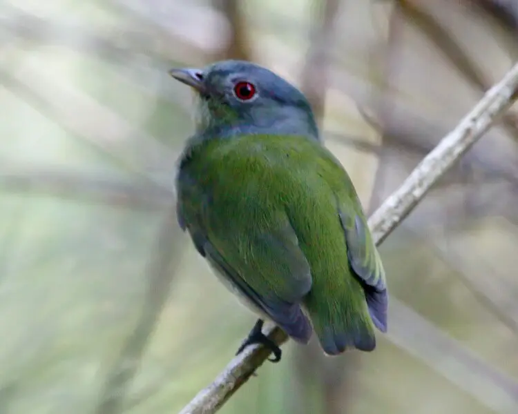 Pseudopipra pipra - Facts, Diet, Habitat & Pictures on Animalia.bio