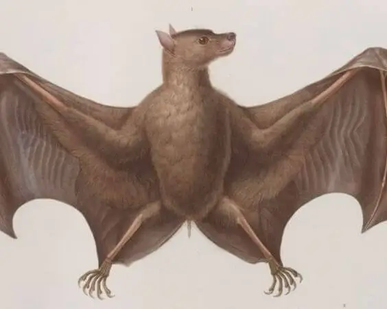 Bare-backed fruit bat - Facts, Diet, Habitat & Pictures on Animalia.bio