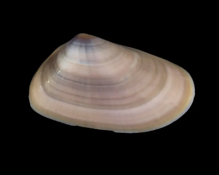 Donax trunculus - Facts, Diet, Habitat & Pictures on Animalia.bio