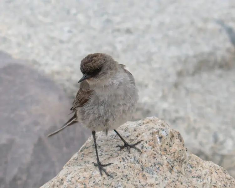 Dark-faced ground tyrant - Facts, Diet, Habitat & Pictures on Animalia.bio