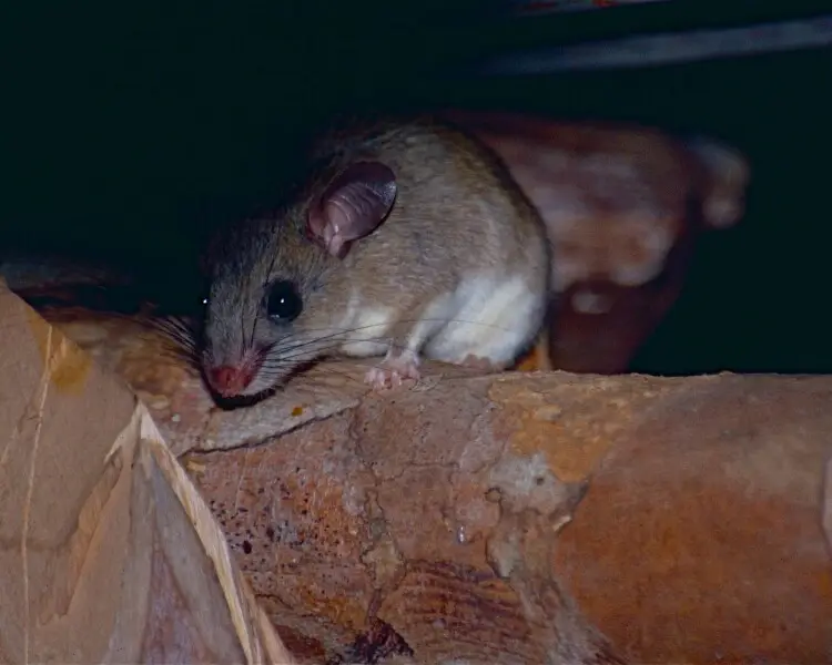 Eliurus myoxinus - Fatti, dieta, habitat e immagini su Animalia.bio