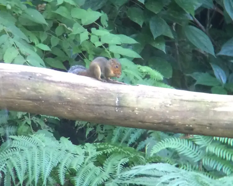 Asian red-cheeked squirrel - Facts, Diet, Habitat & Pictures on ...