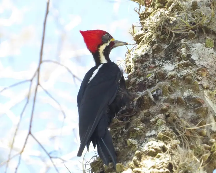 Dryocopus schulzii - факти, дієта, ареал і фотографії на Animalia.bio