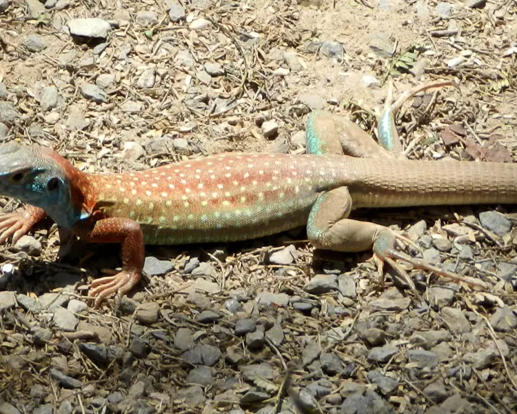 Dicrodon guttulatum - Facts, Diet, Habitat & Pictures on Animalia.bio